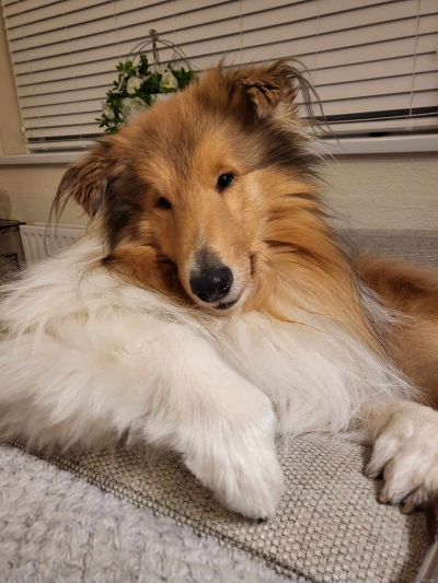 Rough & Smooth Collies Needing Adoption