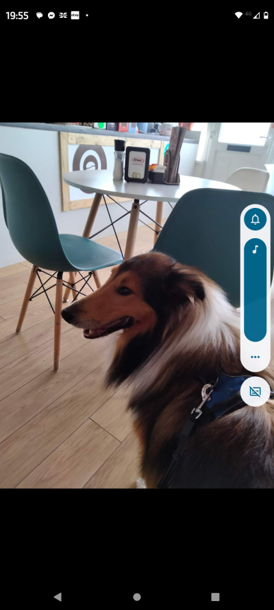 Rough & Smooth Collies Needing Adoption