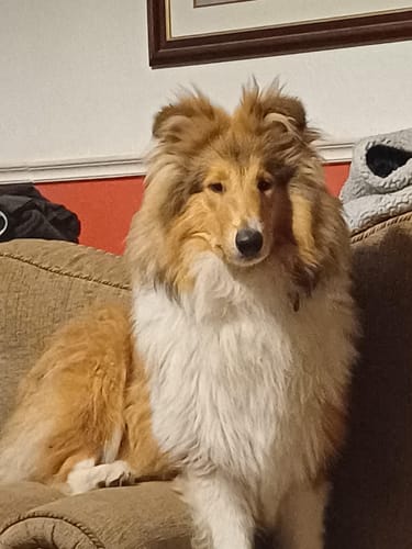 Rough & Smooth Collies Needing Adoption