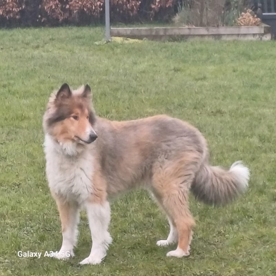 Rough & Smooth Collies Needing Adoption