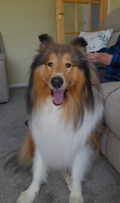 Rough & Smooth Collies Needing Adoption