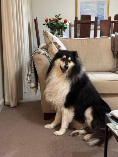 Rough & Smooth Collies Needing Adoption